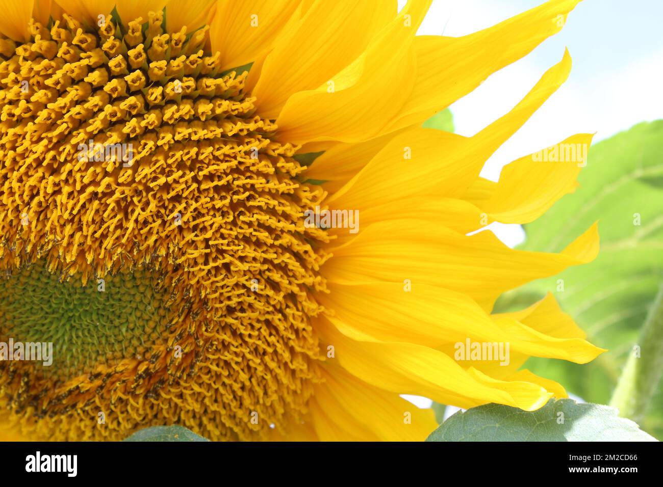 Fower yellow flowers hi-res stock photography and images - Alamy