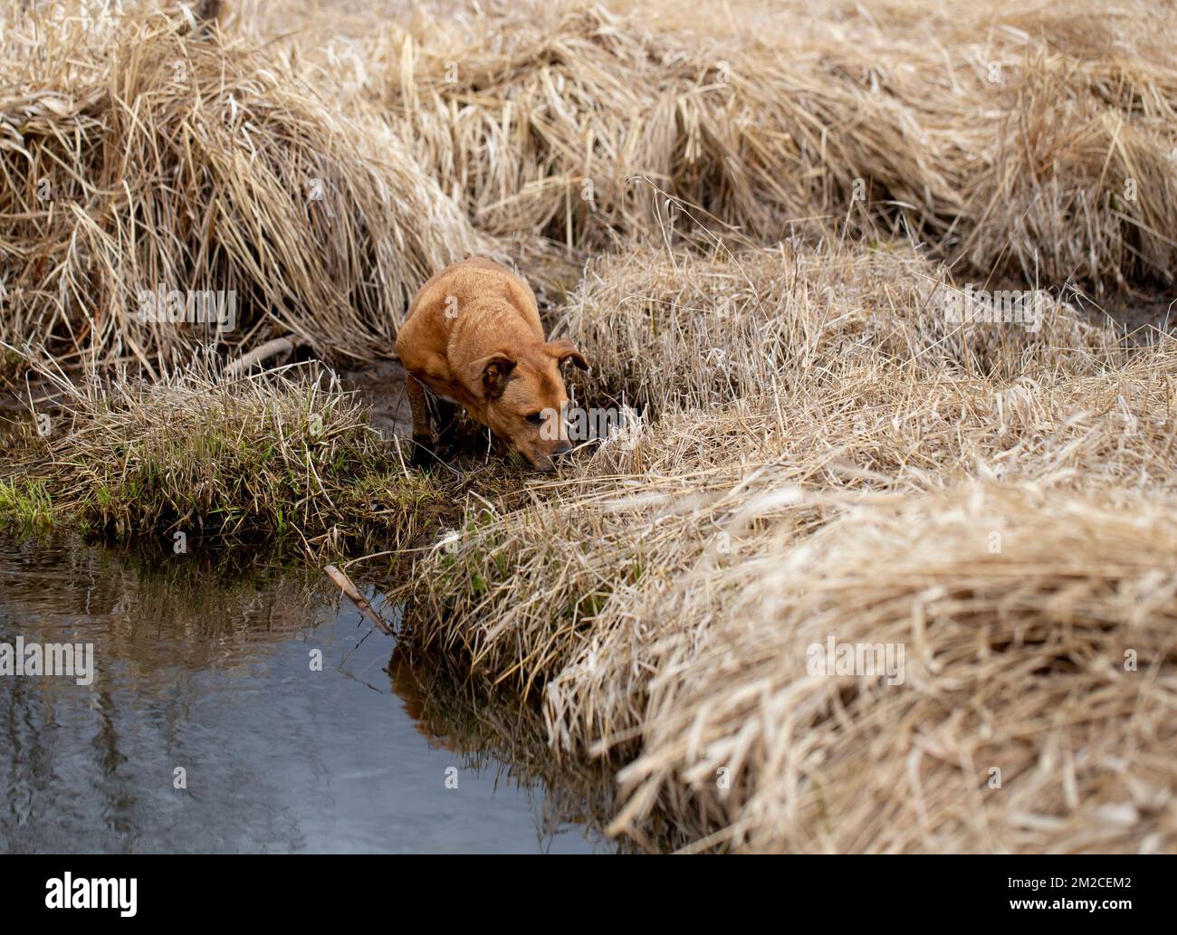Bubba, hunting muskrat in the marsh grass along the banks of Curly ...