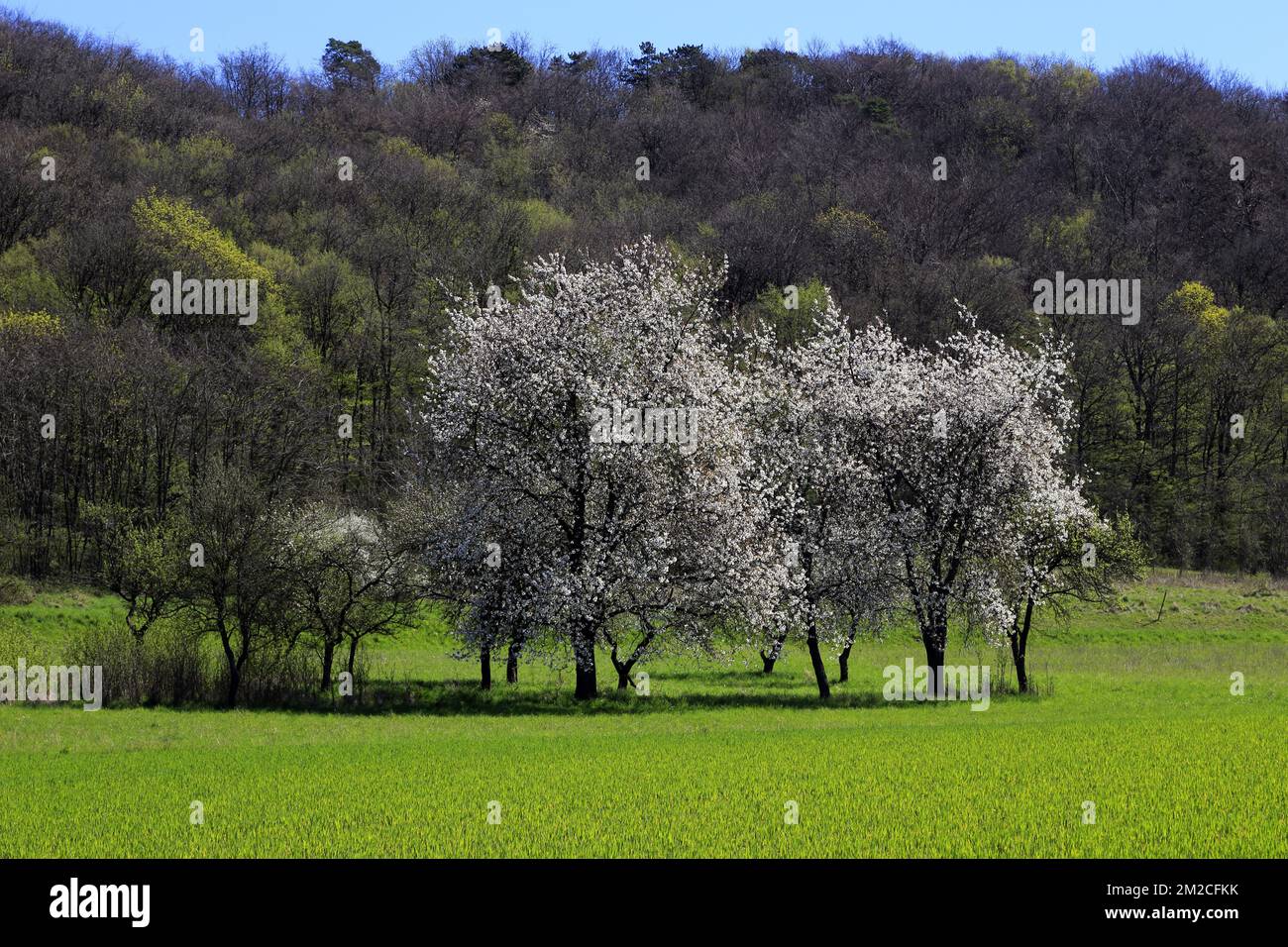 Arbres fruitiers en fleur hi-res stock photography and images - Alamy