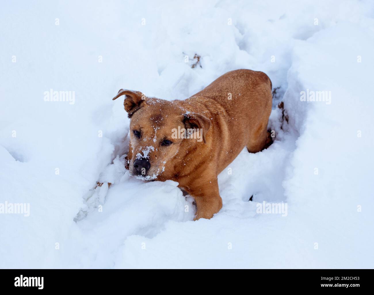 Perro rojo hi-res stock photography and images - Alamy