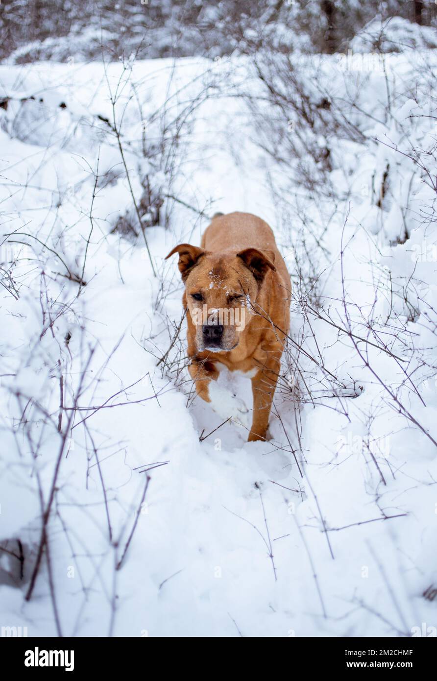Bubba, walking through the woods in the deep snow, along Callahan Creek ...
