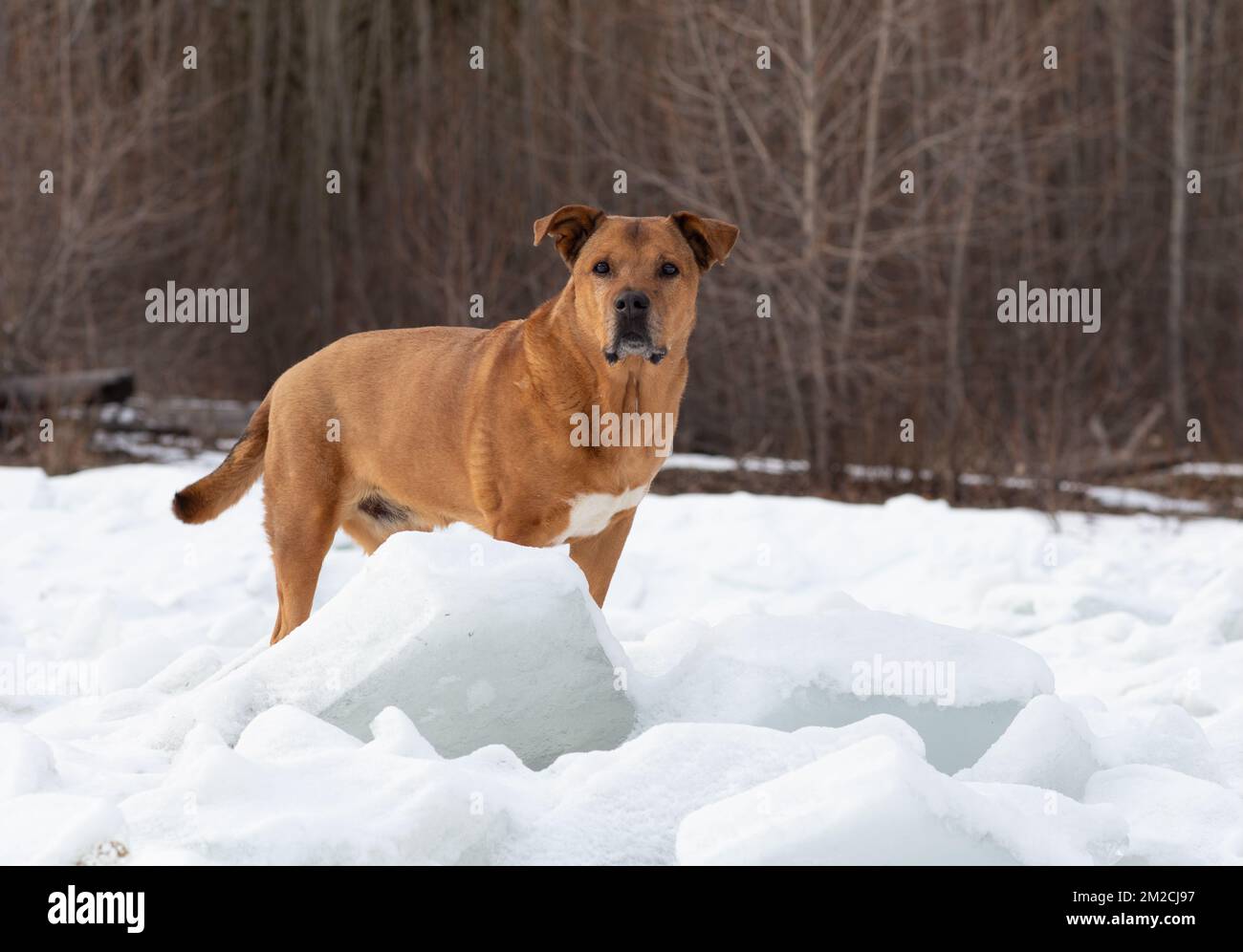 Bubba, out on the ice jam on Callahan Creek, in Lincoln County, Montana ...