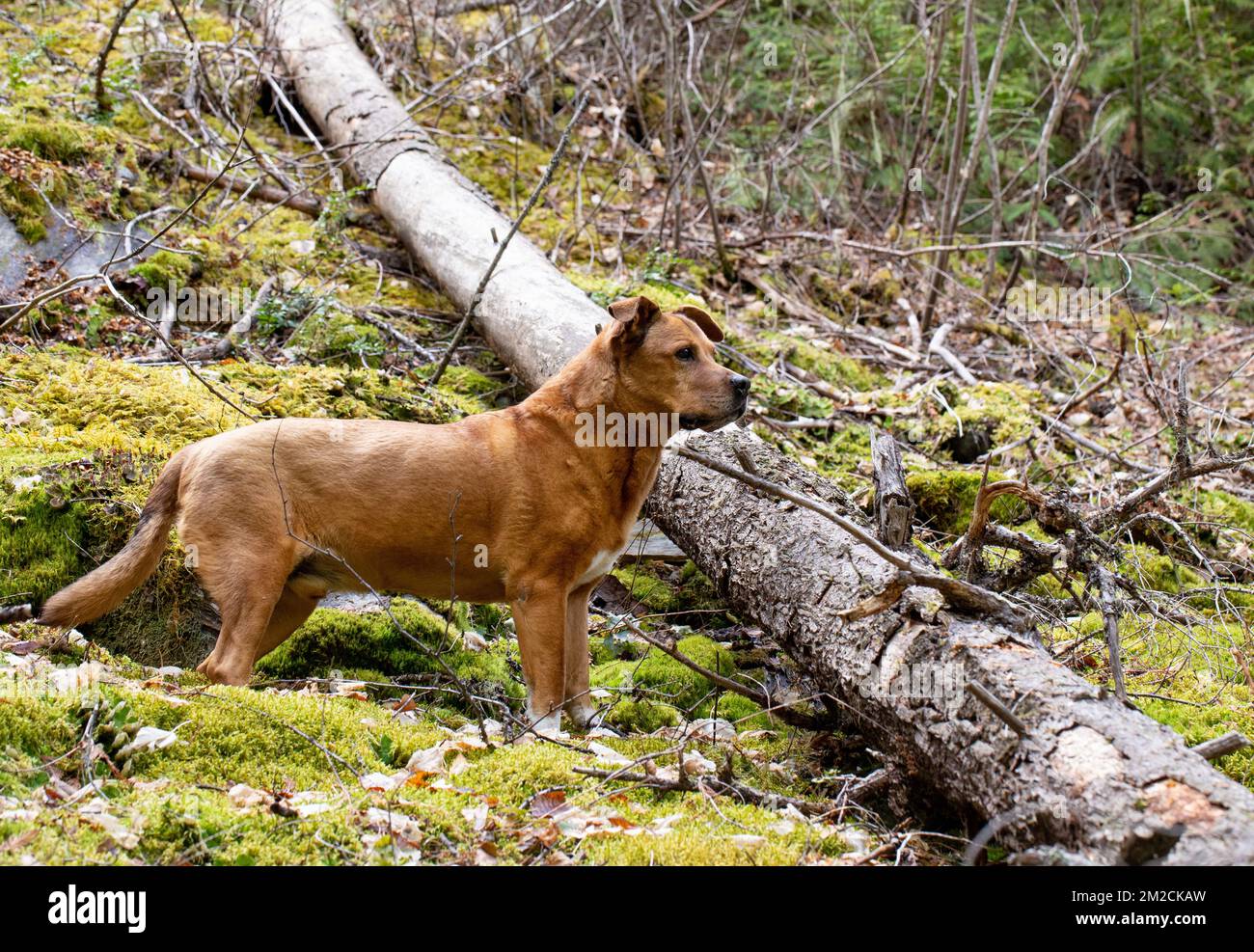 Bubba rex hi-res stock photography and images - Alamy