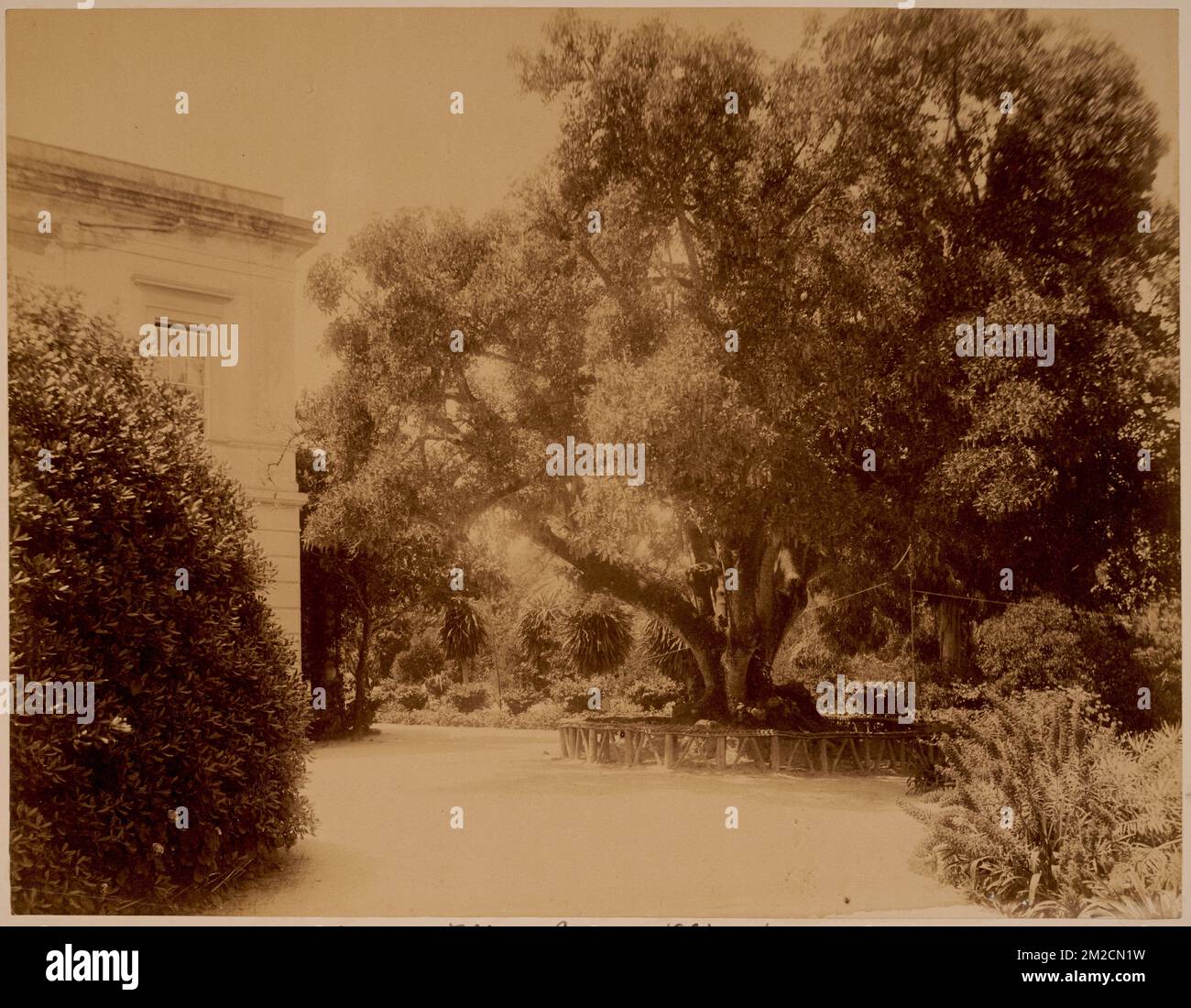 Corfu, Mon Repos, olive tree , Estates, Olive trees, Mon Repos Greece ...