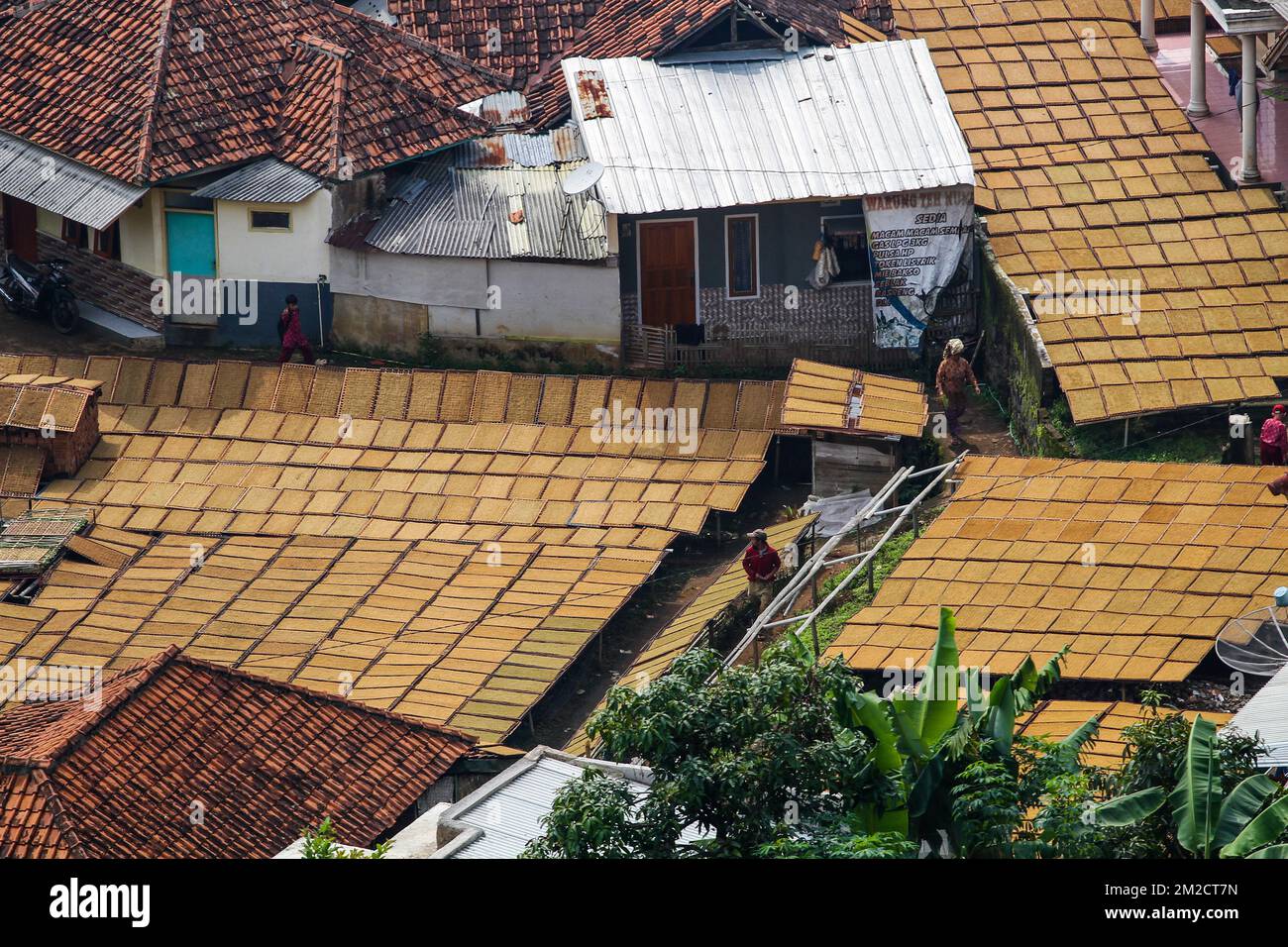 Tanjungsari, West Java, Indonesia. 14th Dec, 2022. Trays of tobacco ...