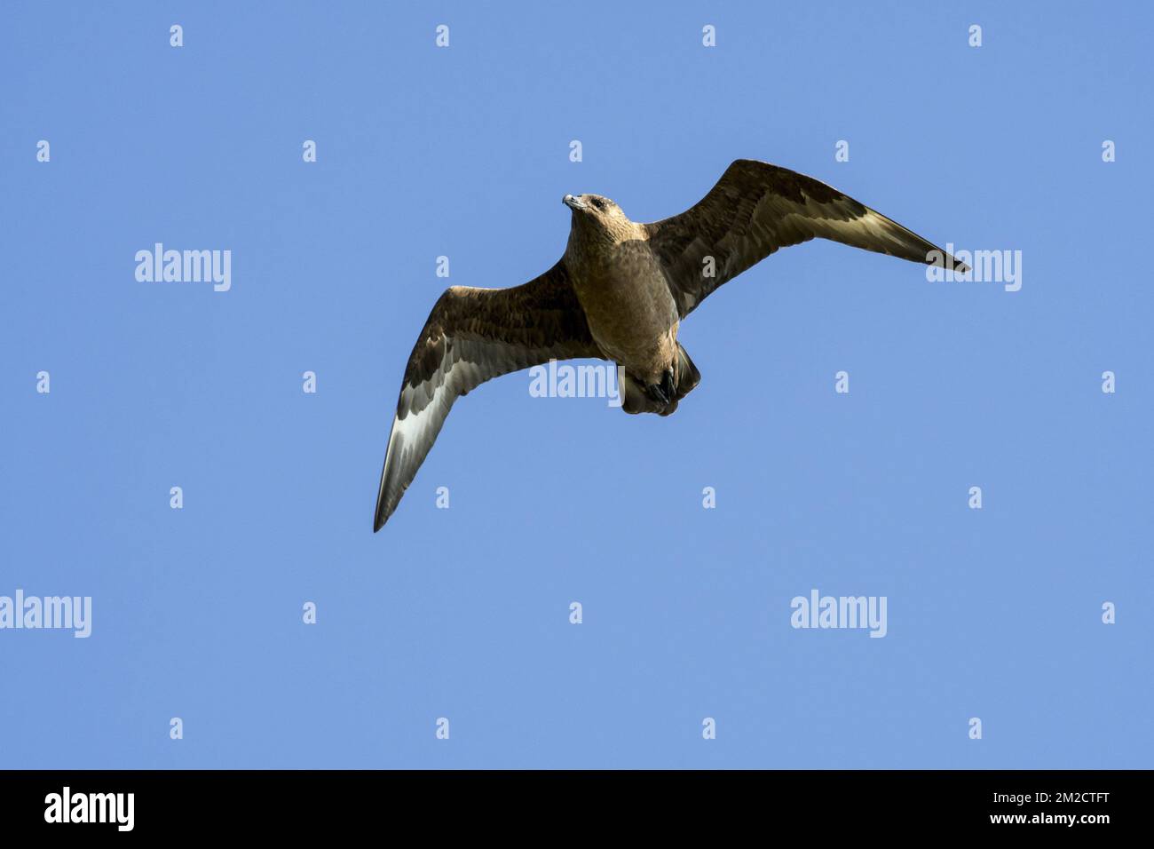 Great skua / bonxie (Stercorarius skua) in flight against blue sky ...