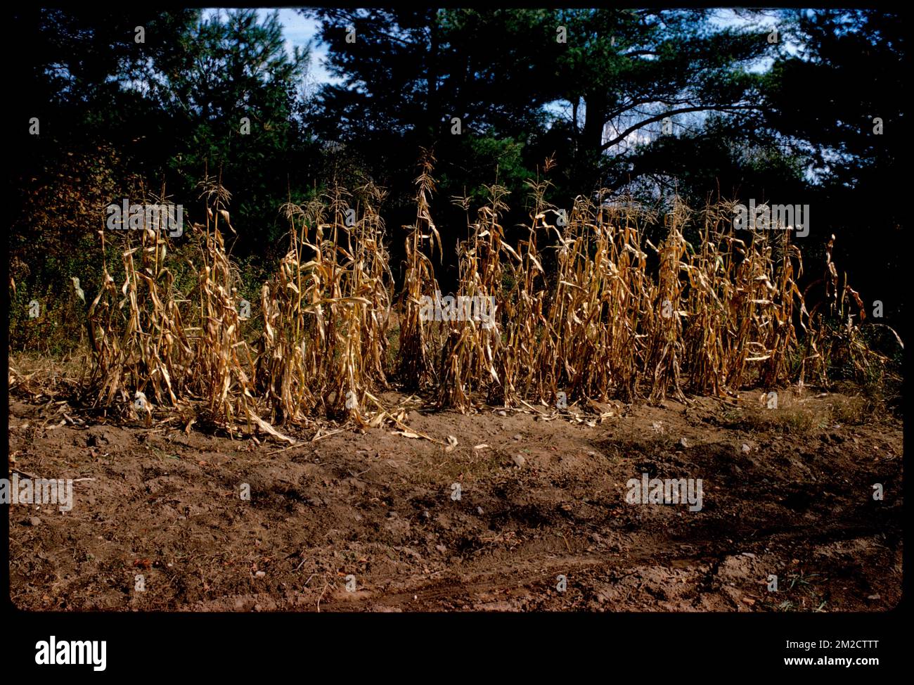 Cornstalks , Corn. Edmund L. Mitchell Collection Stock Photo - Alamy