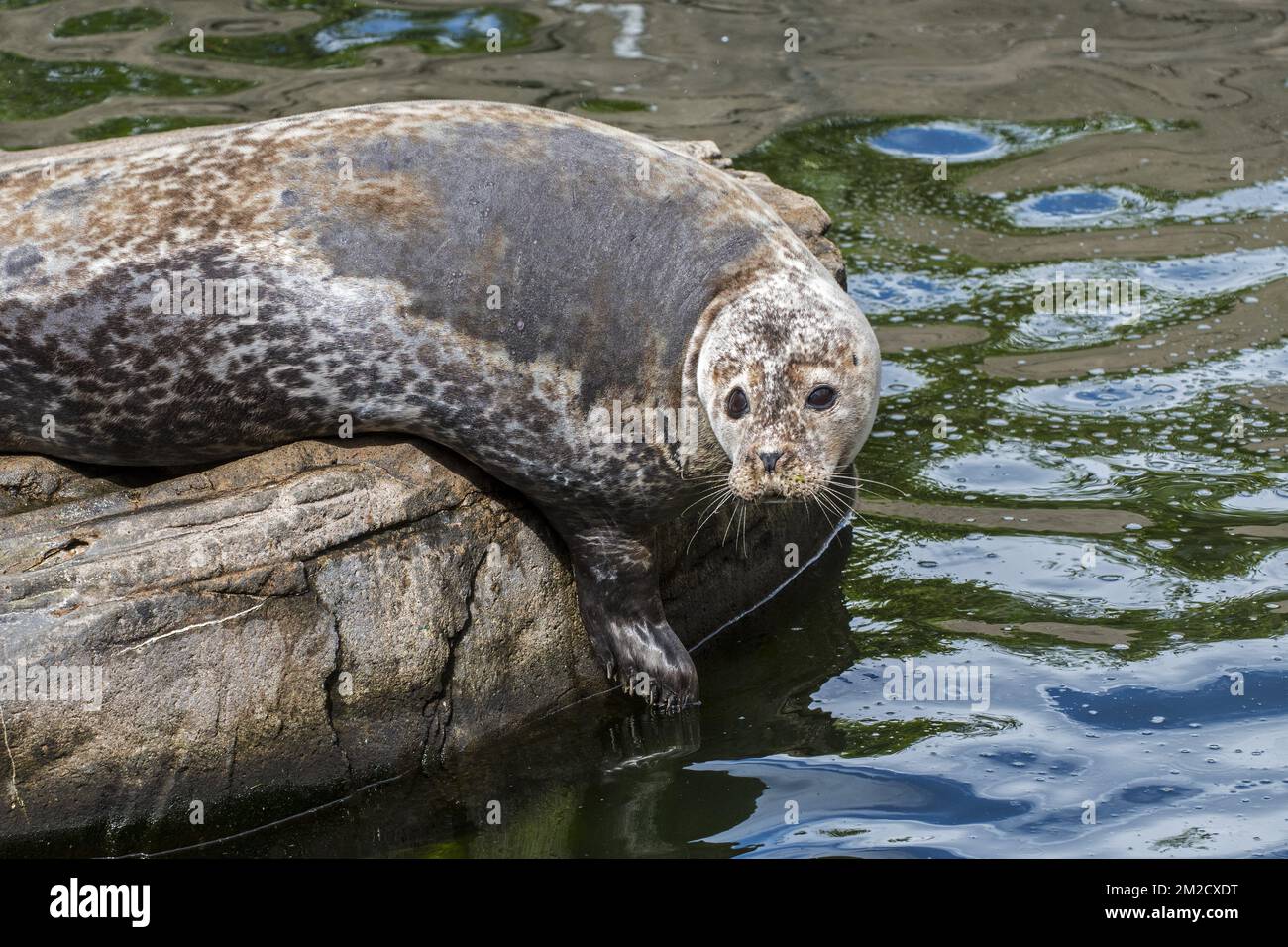 Phoque commun hi-res stock photography and images - Alamy