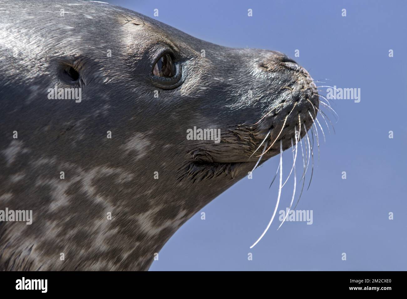 Portrait de phoque hi-res stock photography and images - Alamy