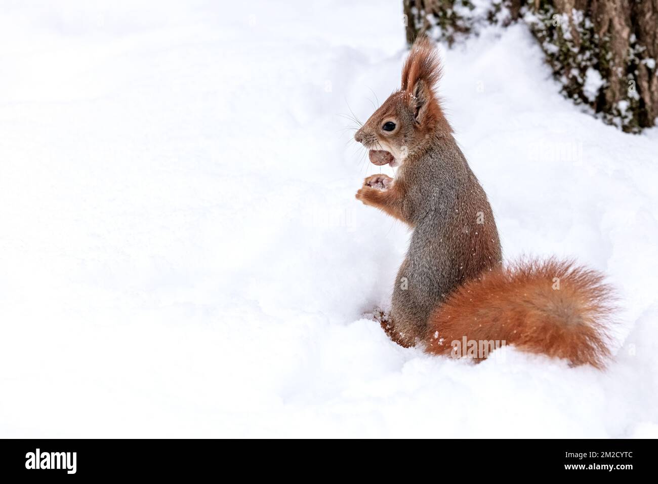 Furry squirrel holding nut hi-res stock photography and images - Alamy