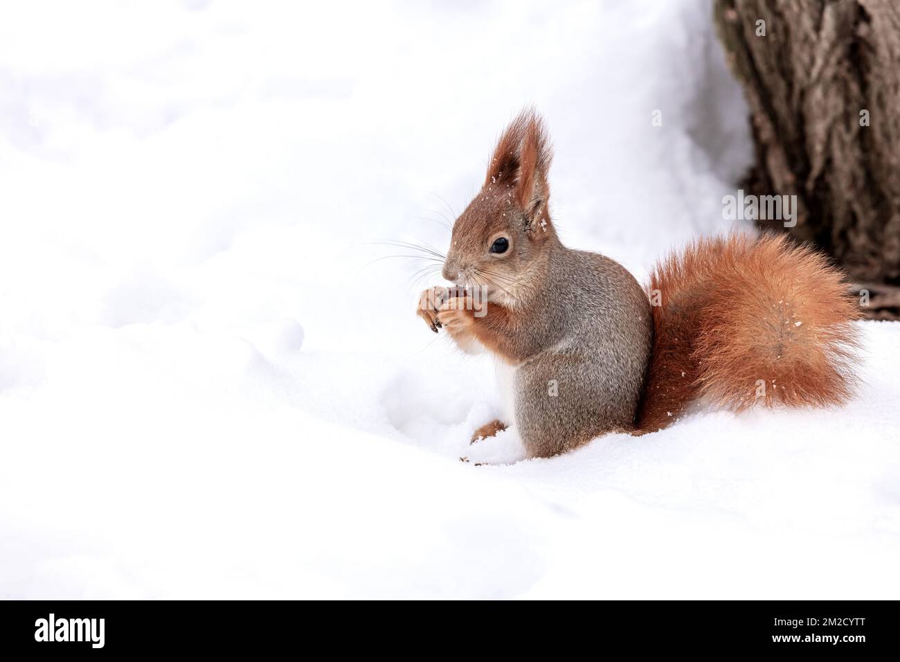 funny squirrel with nut sits on white snow in winter forest Stock Photo ...