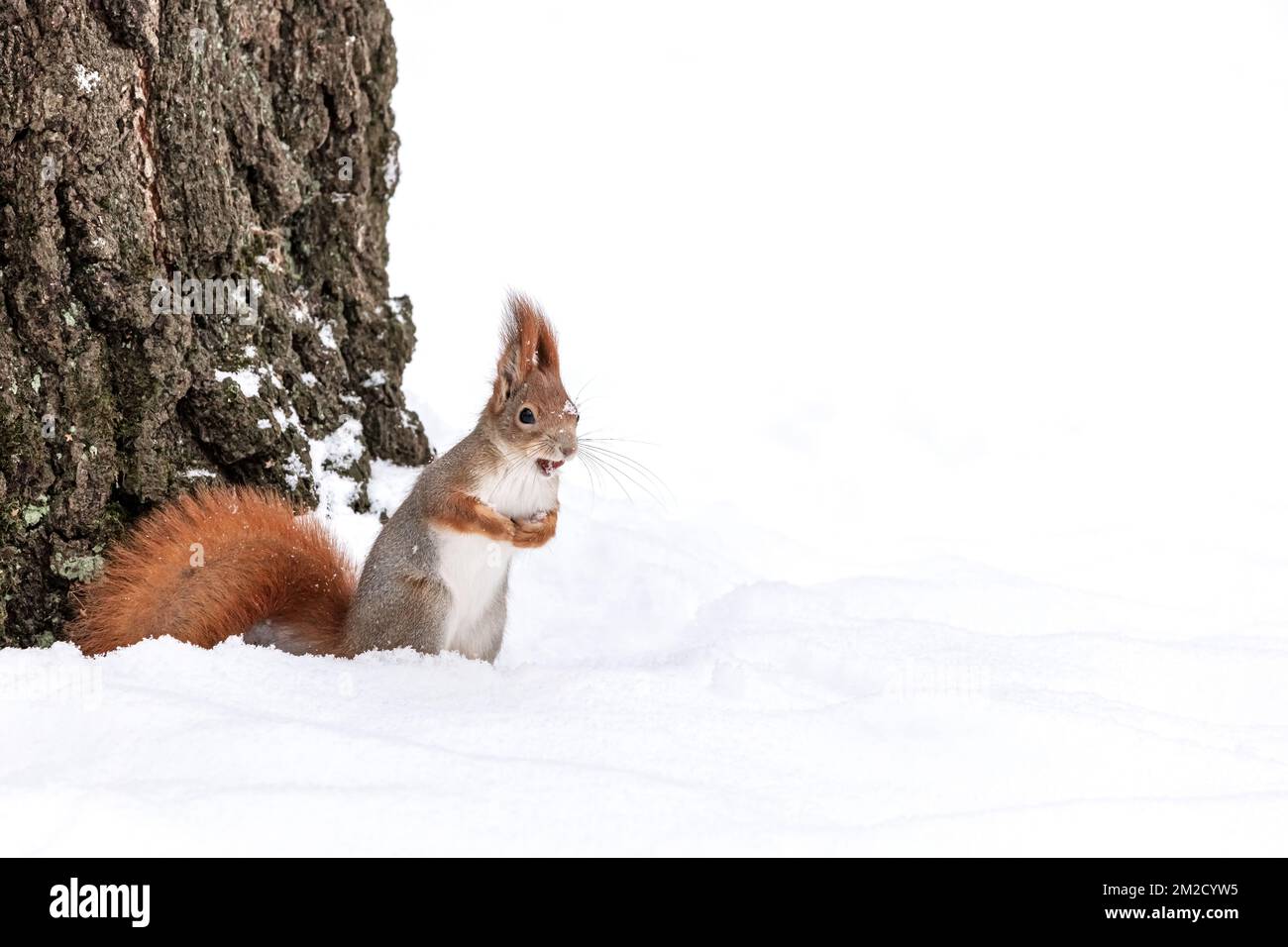 curious squirrel standing on the snow with hazelnut in snow-covered ...