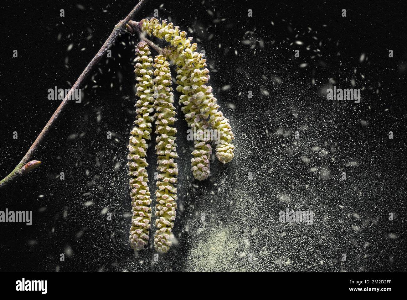 Common hazel (Corylus avellana) close up of male catkins dispersing ...
