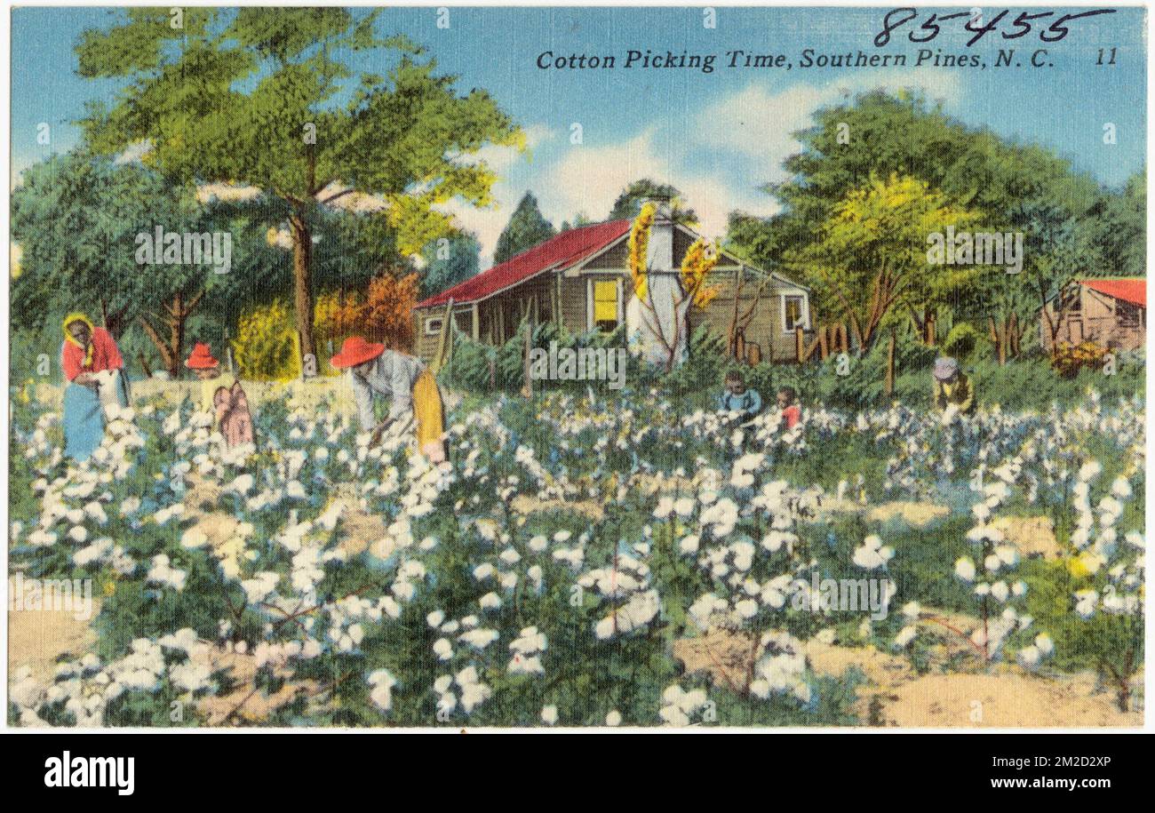 Cotton picking time, Southern Pines, N. C. , Tichnor Brothers ...