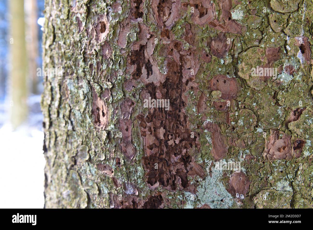 Scolytes hi-res stock photography and images - Alamy