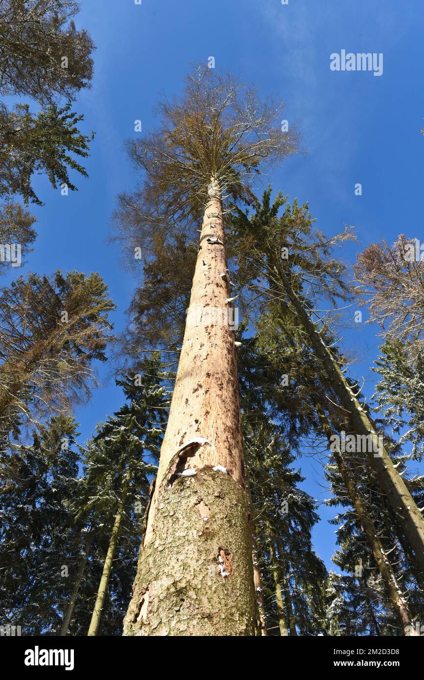 Barl bettle | Scolyte 08/02/2018 Stock Photo - Alamy