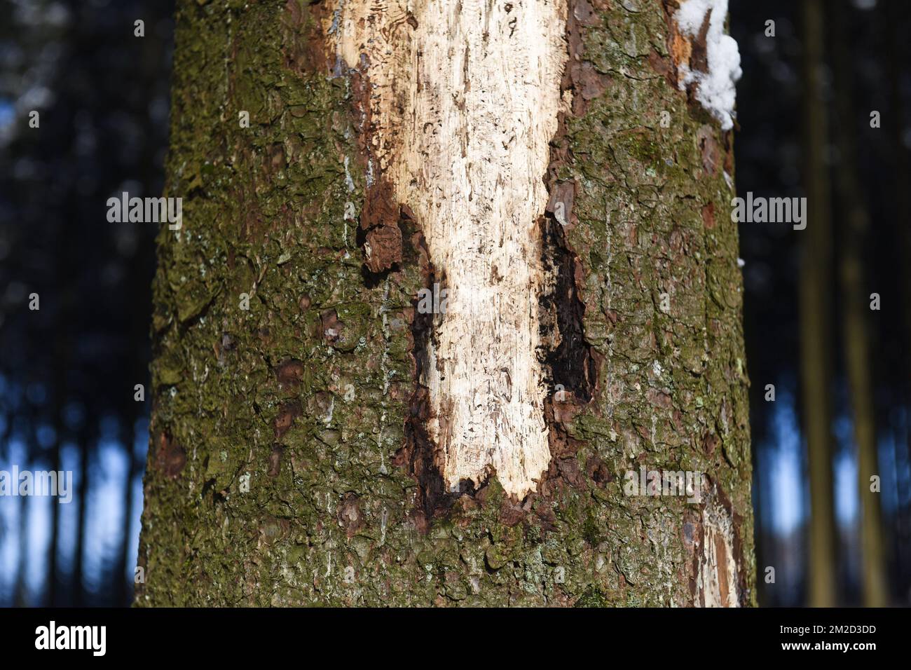 Barl bettle | Scolyte 08/02/2018 Stock Photo - Alamy