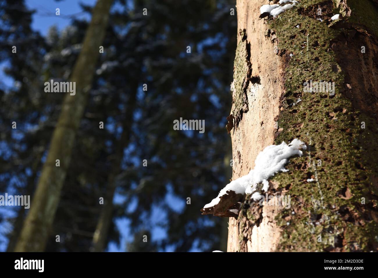 Barl bettle | Scolyte 08/02/2018 Stock Photo - Alamy