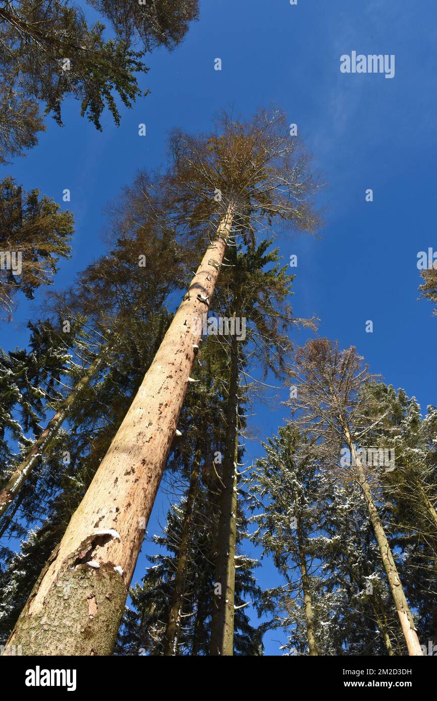 Barl bettle | Scolyte 08/02/2018 Stock Photo - Alamy