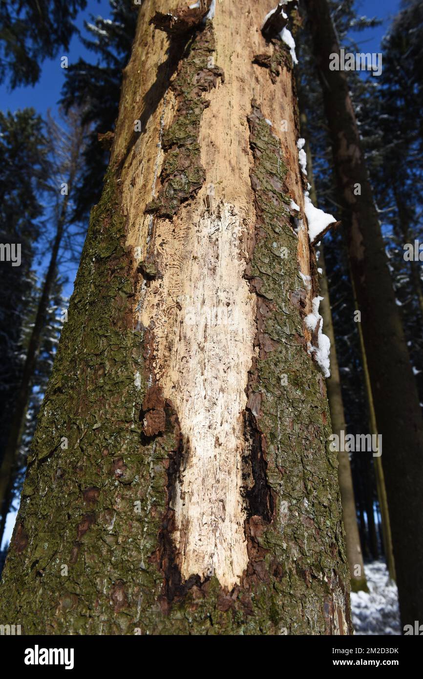 Barl bettle | Scolyte 08/02/2018 Stock Photo - Alamy