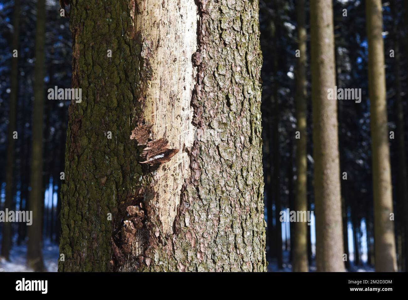 Barl bettle | Scolyte 08/02/2018 Stock Photo - Alamy