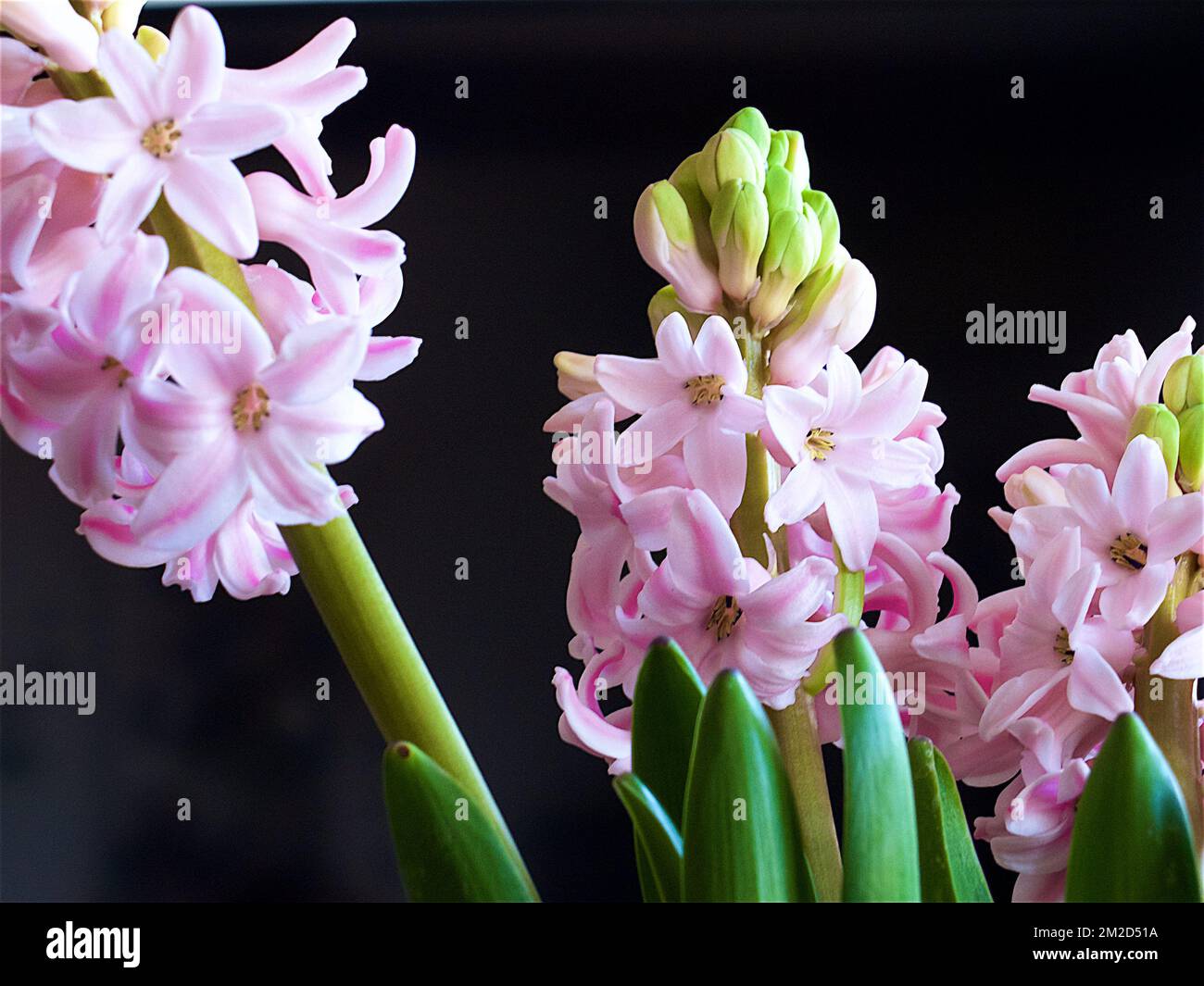 Hyacinth seasonal flowers | Jacinthe fleurs de saison 16/02/2018 Stock ...