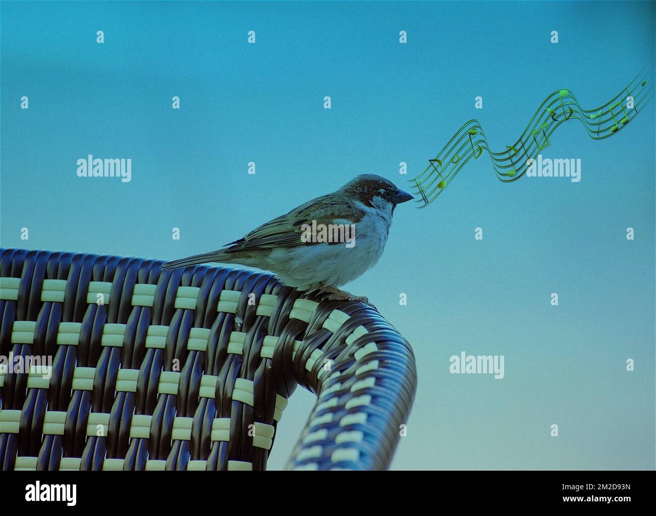 Oiseau chanteur oiseau moineau hi-res stock photography and images - Alamy