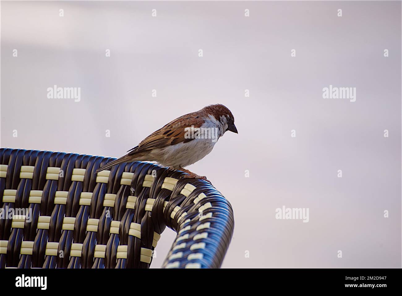 Petit chanteur hi-res stock photography and images - Alamy