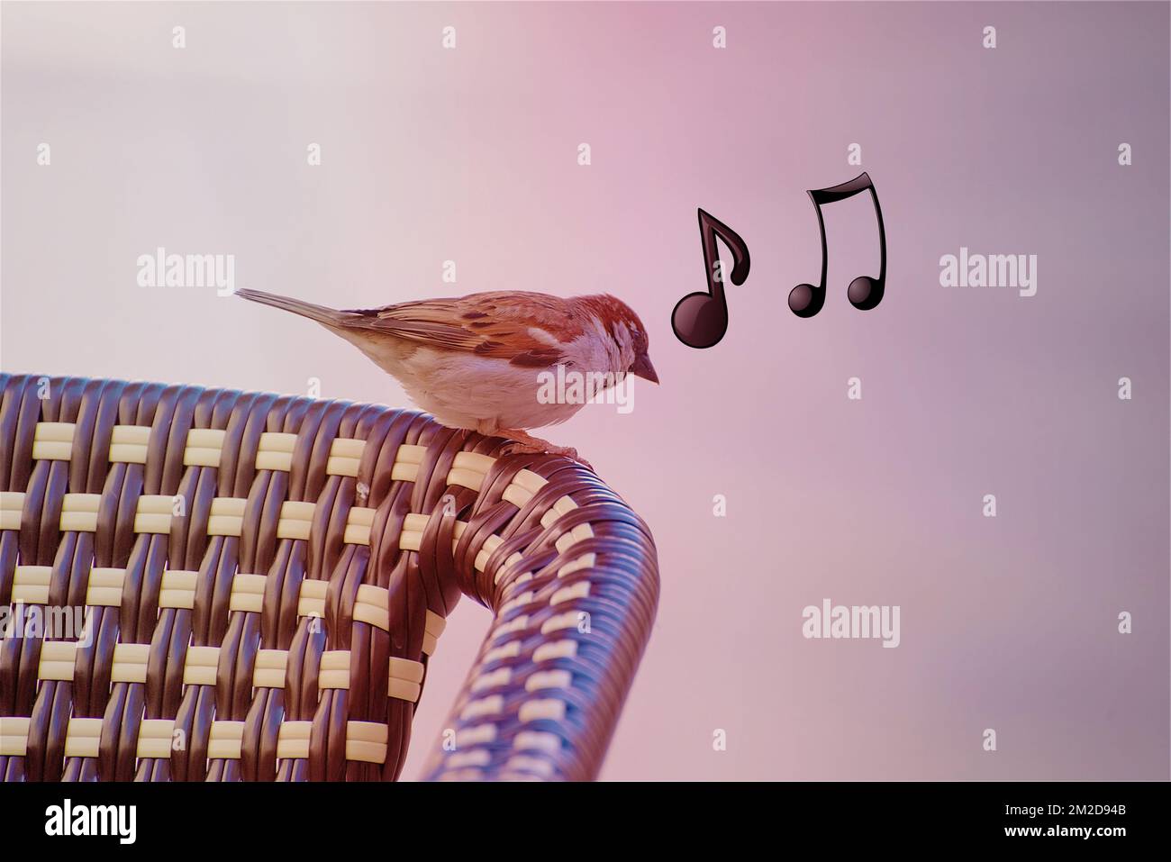 Oiseau chanteur oiseau moineau hi-res stock photography and images - Alamy