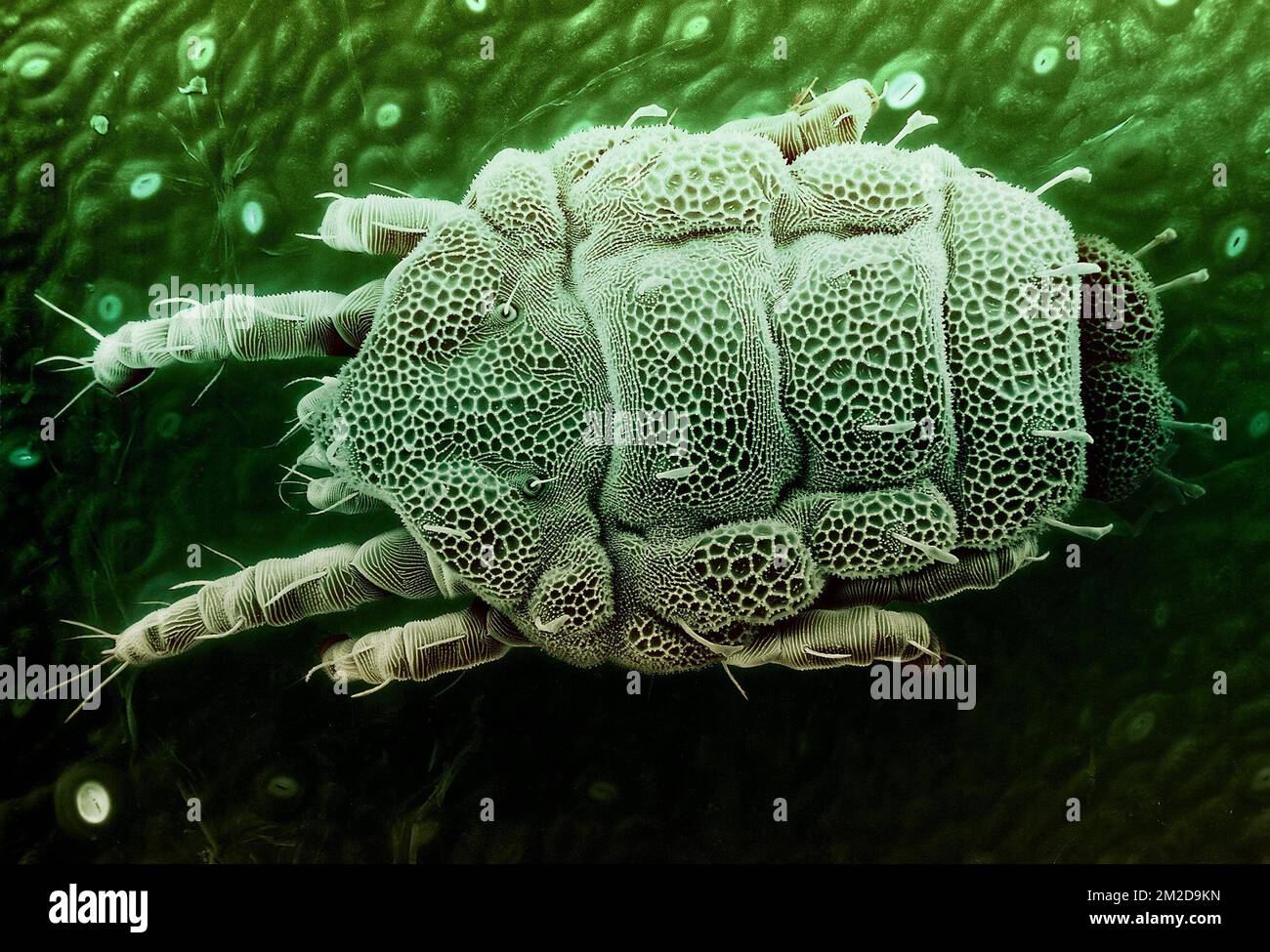 Microscopic mites | microscopique acariens 24/02/2018 Stock Photo - Alamy