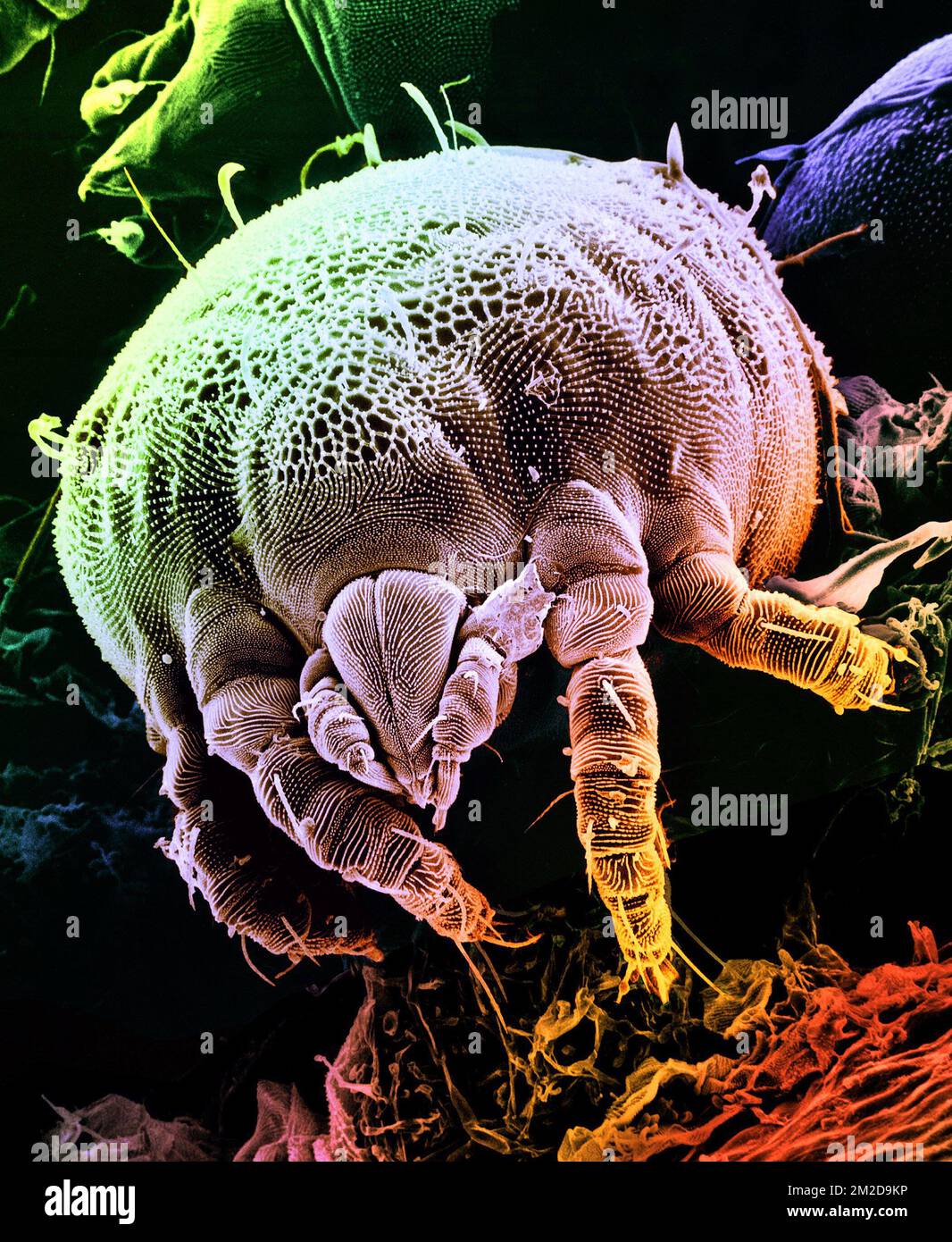 Microscopic mites | microscopique acariens 24/02/2018 Stock Photo - Alamy