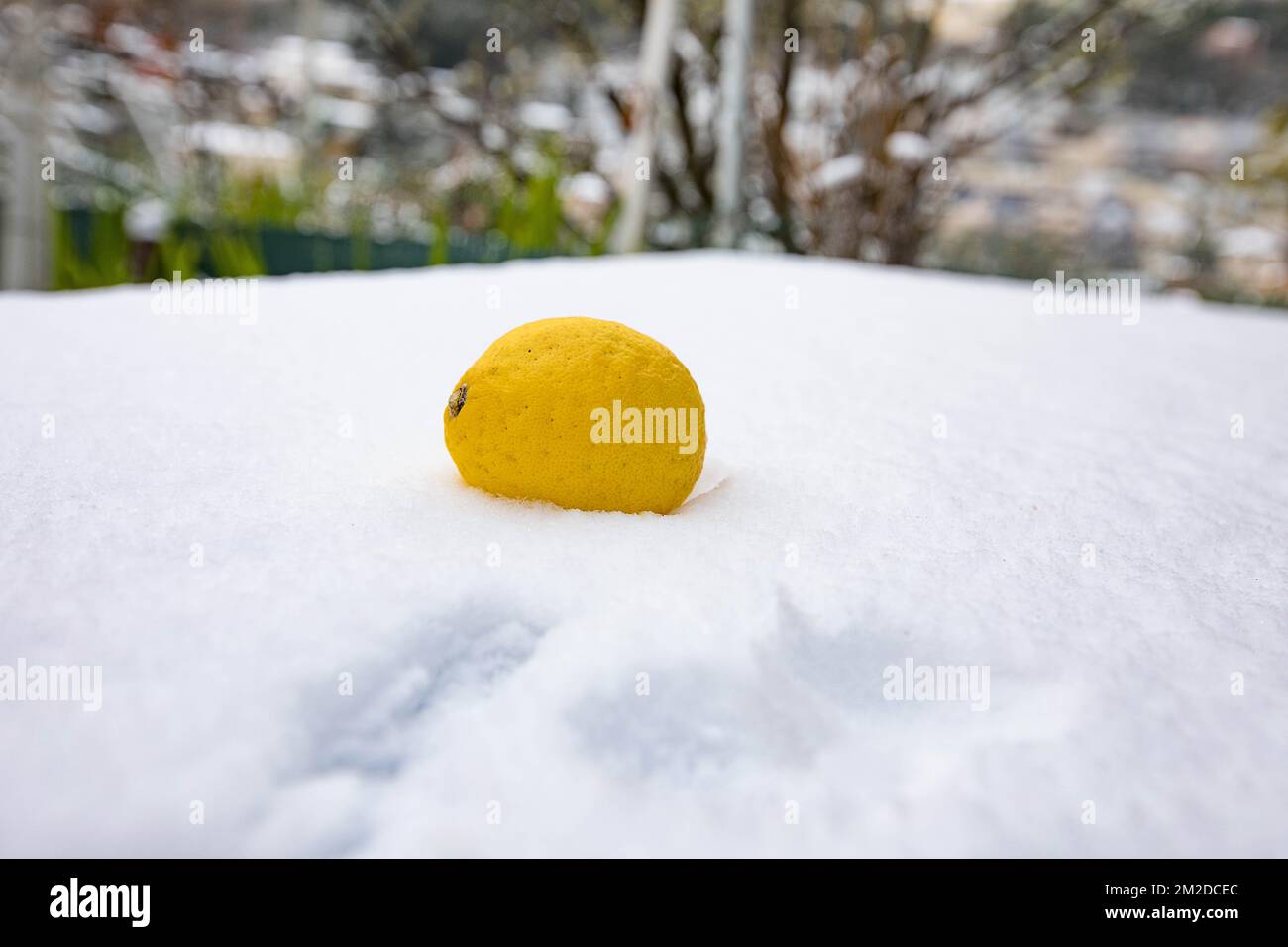 A Lemon of Menton after the passage of the cold wave in the South East ...