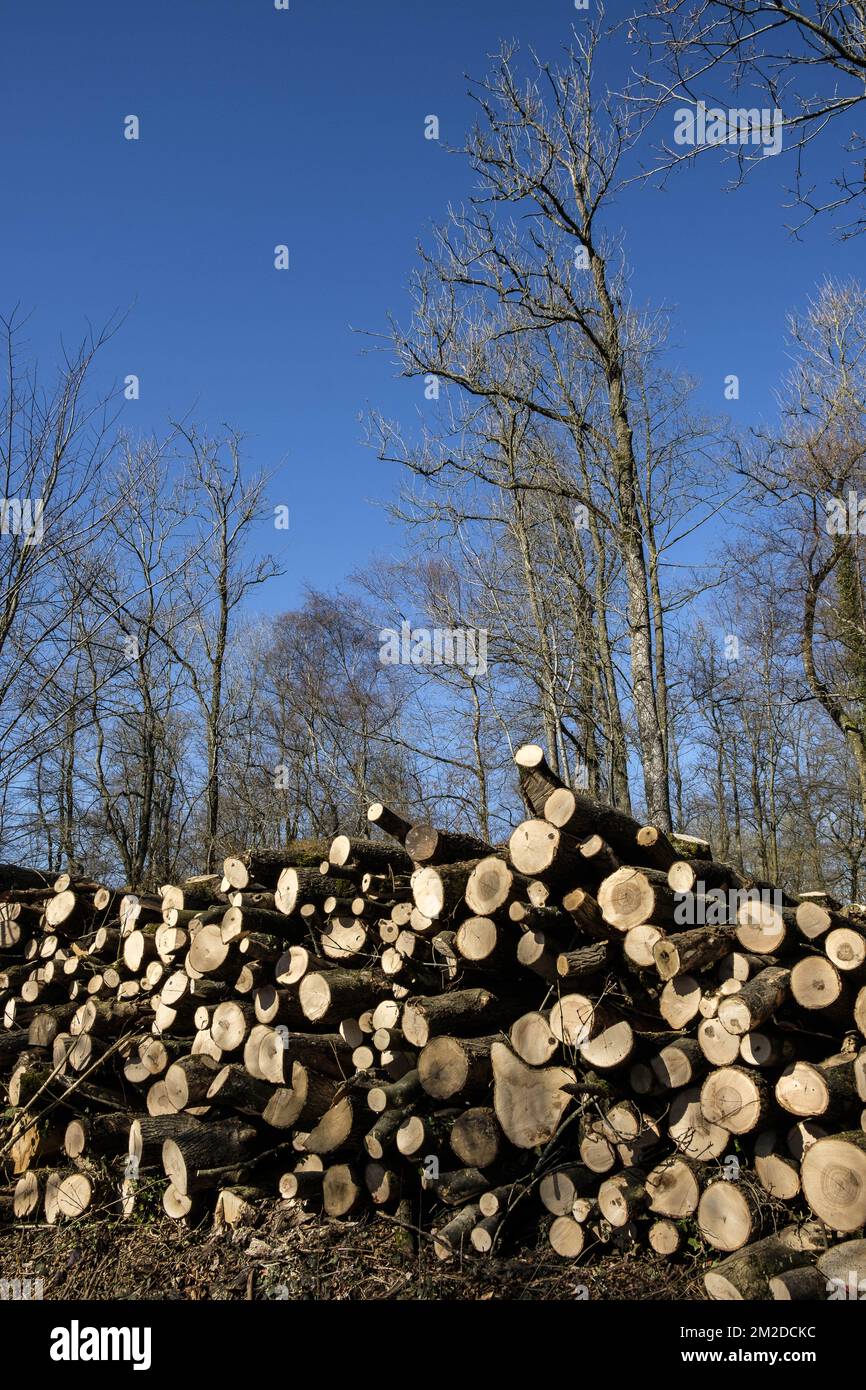 Tree trunk, timber, drying wood during three years before burning it ...