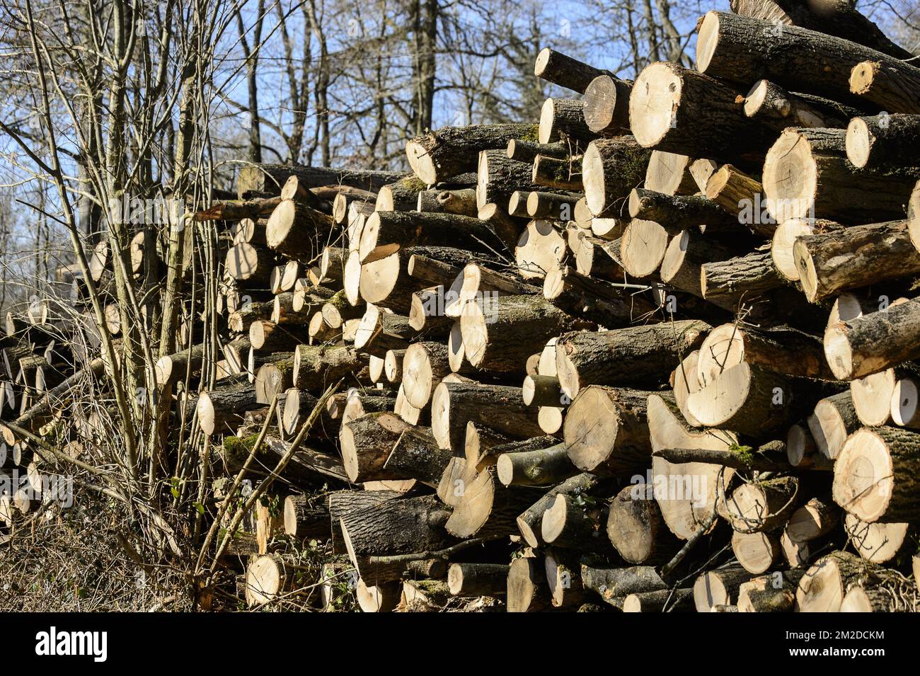 Tronc darbres hi-res stock photography and images - Alamy