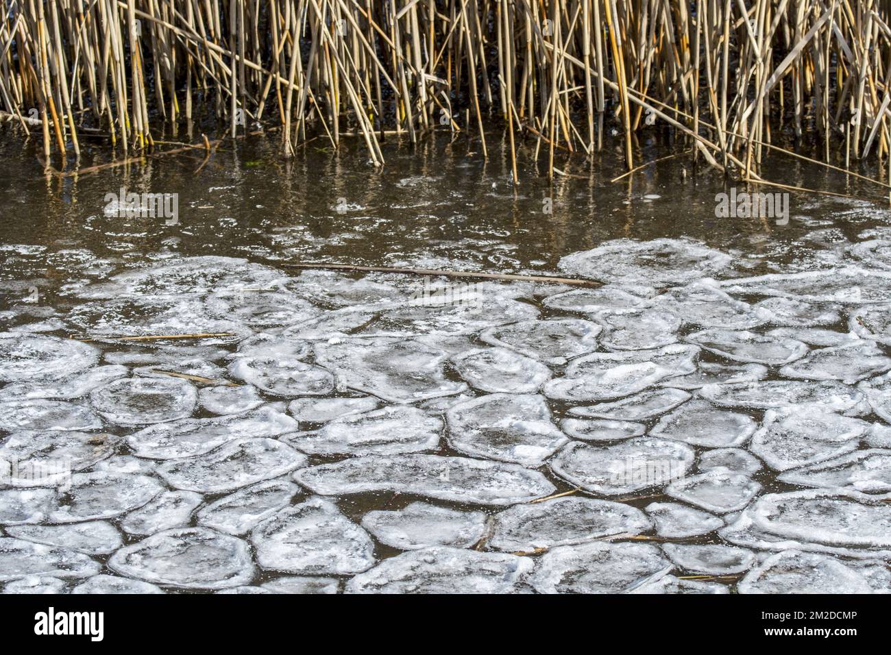 Reed stems along pond / lake / stream trapped in broken natural ice ...