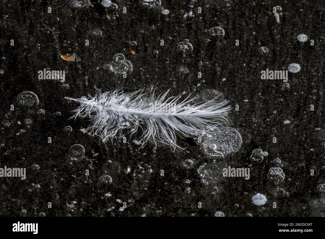Bulles dans la glace hi-res stock photography and images - Alamy