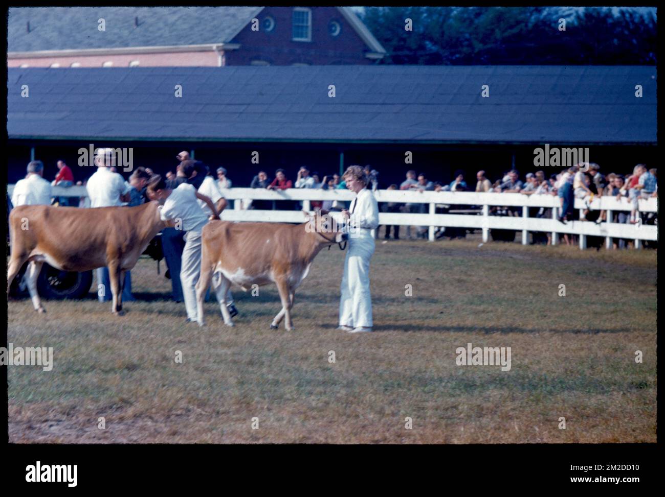 Cow 4H , Cows, Livestock shows. Edmund L. Mitchell Collection Stock ...