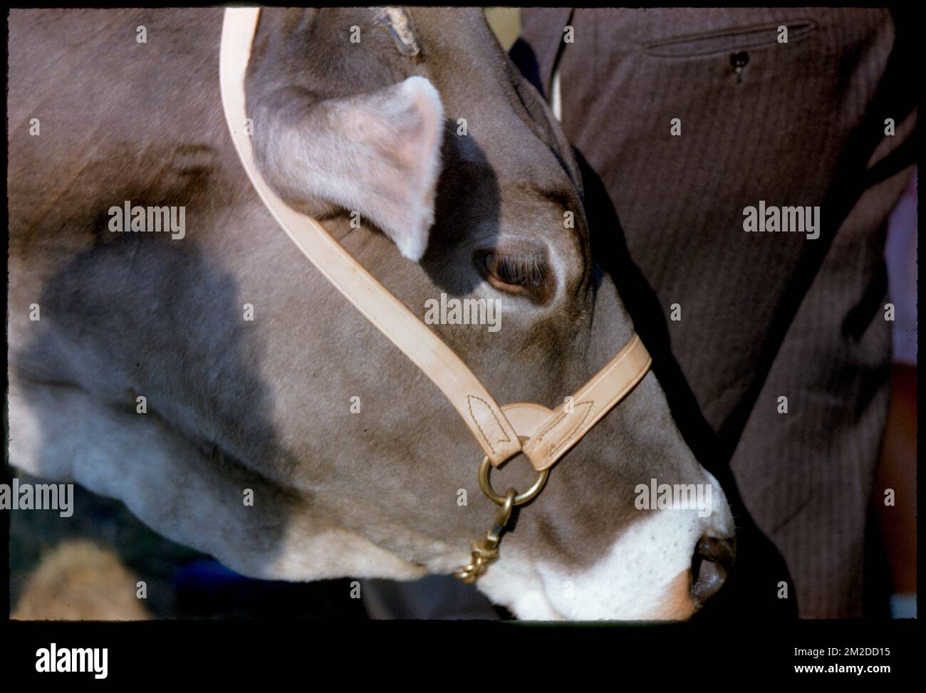 Cow 4H , Cows, Livestock shows. Edmund L. Mitchell Collection Stock ...