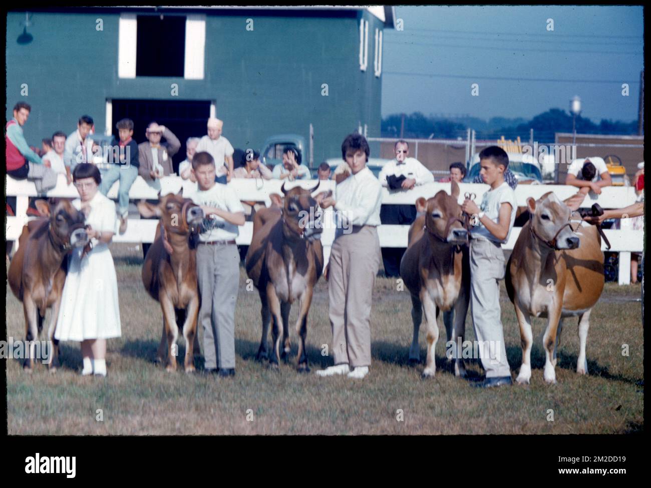 Cow 4H , Cows, Livestock shows. Edmund L. Mitchell Collection Stock ...