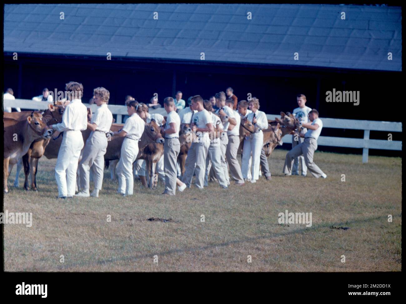 4 h cow hi-res stock photography and images - Alamy