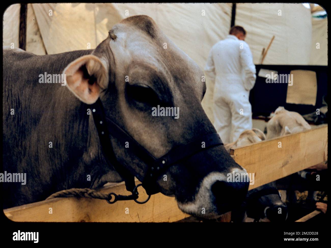 Cow dairy week, Boston Common , Cows. Edmund L. Mitchell Collection ...