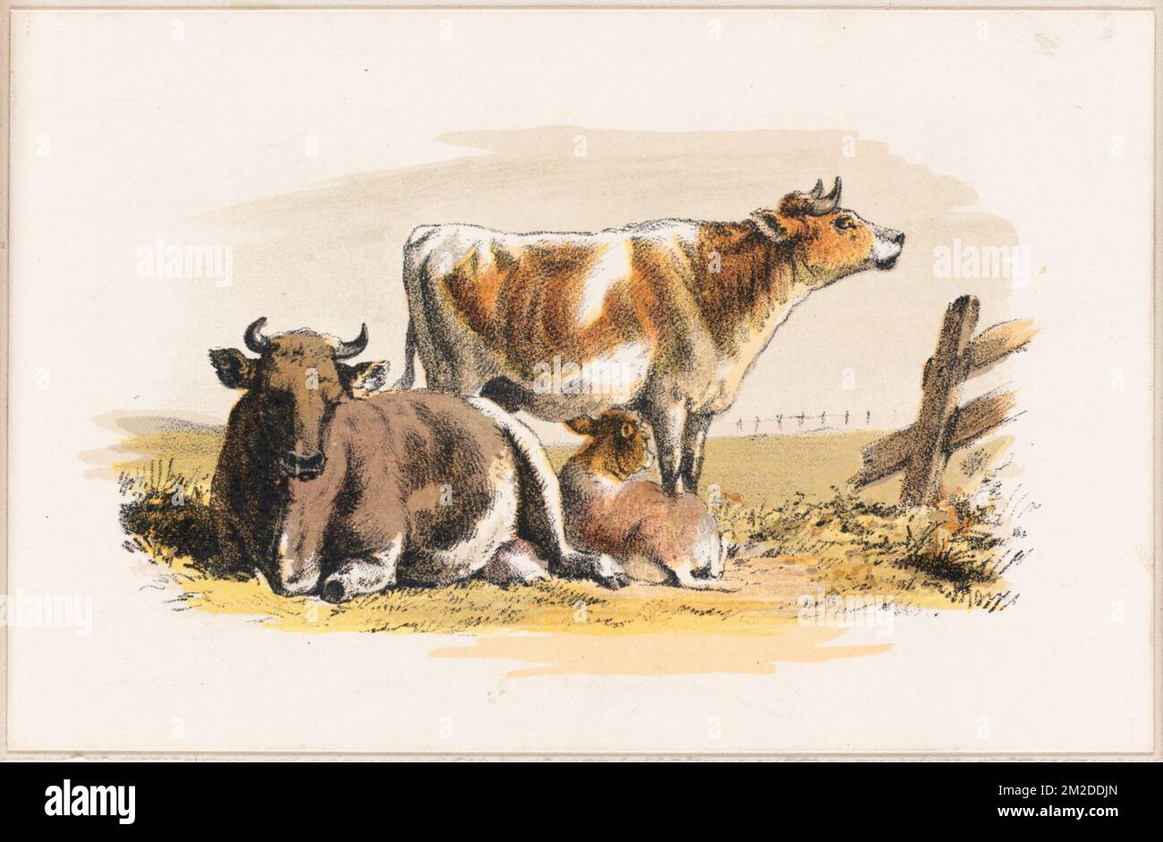 Cows , Cattle. Louis Prang & Company Collection Stock Photo - Alamy