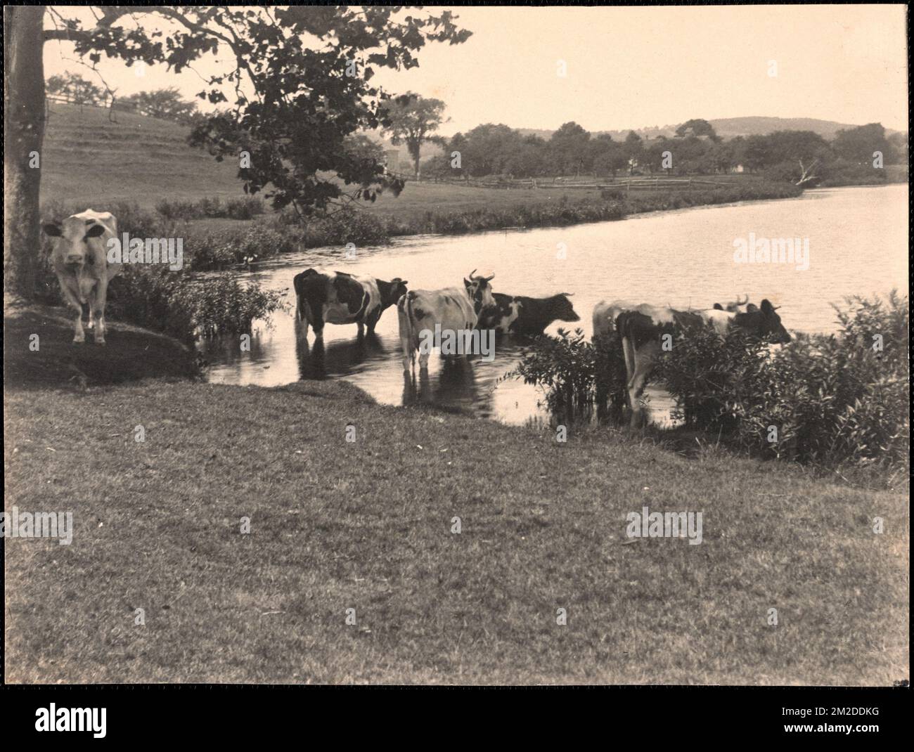 Cows in Baldwin’s Pond , Cows, Lakes & ponds. Wayland Free Public ...