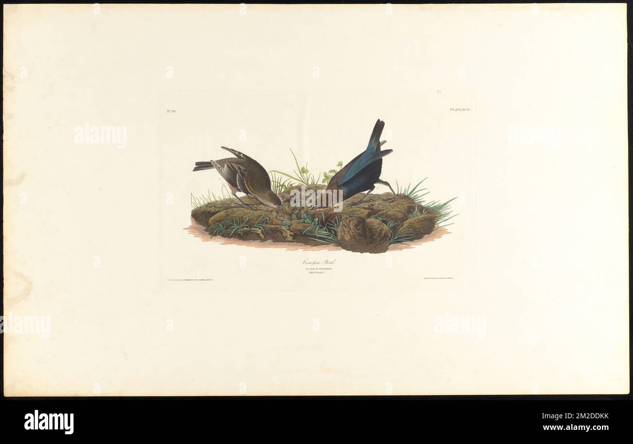Cow-pen bird : Icterus pecoris. Male, 1. Female, 2. c.1 v.1 plate 99 ...