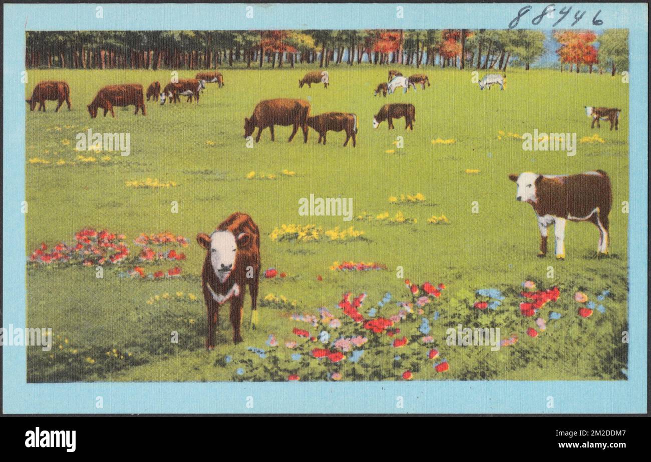 Cows grazing, flowers in the foreground , Cattle, Flowers, Tichnor ...