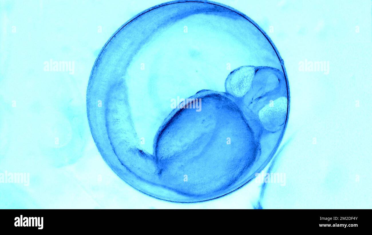 General zoology hi-res stock photography and images - Alamy