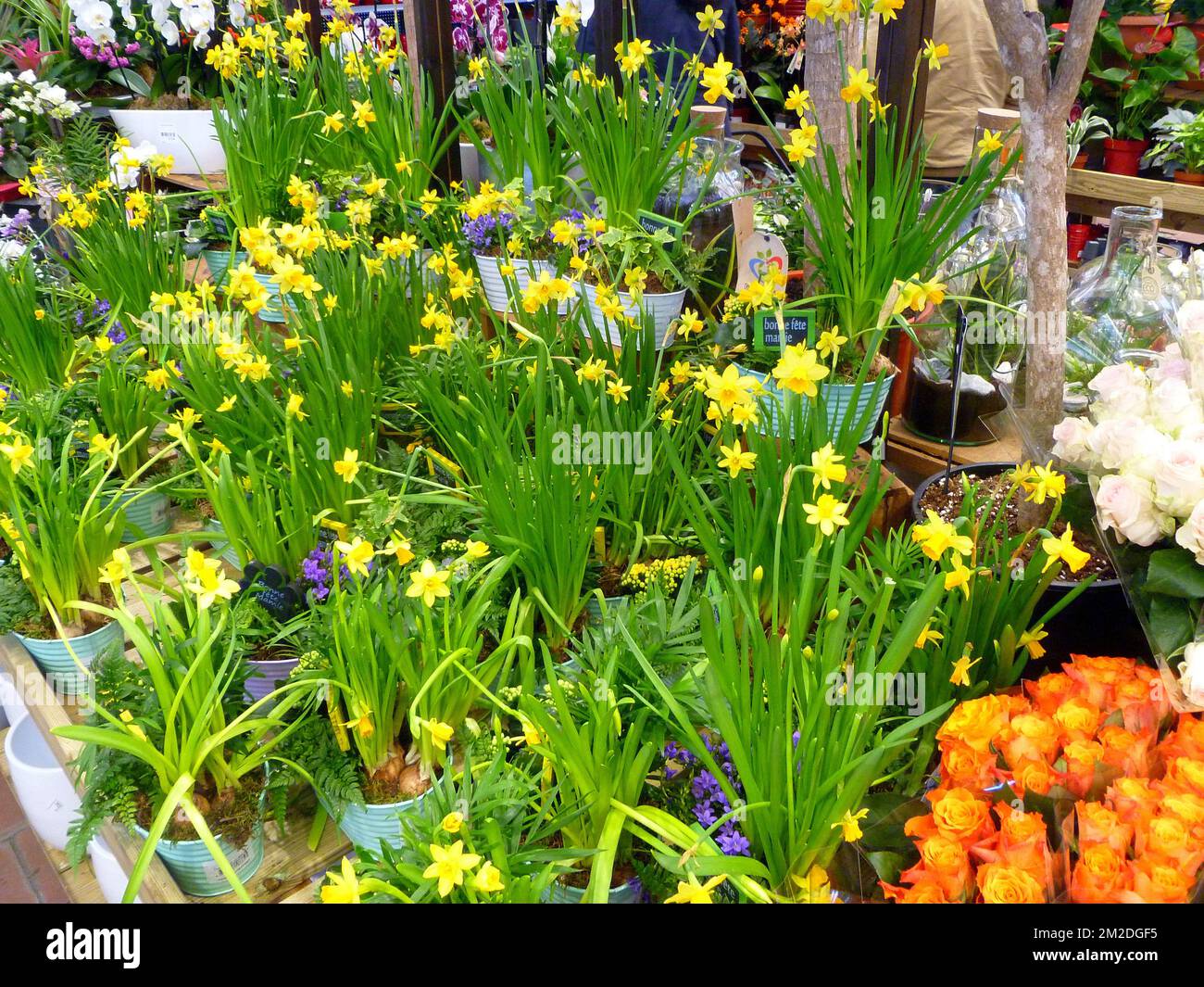 Flore de printemps hi-res stock photography and images - Alamy