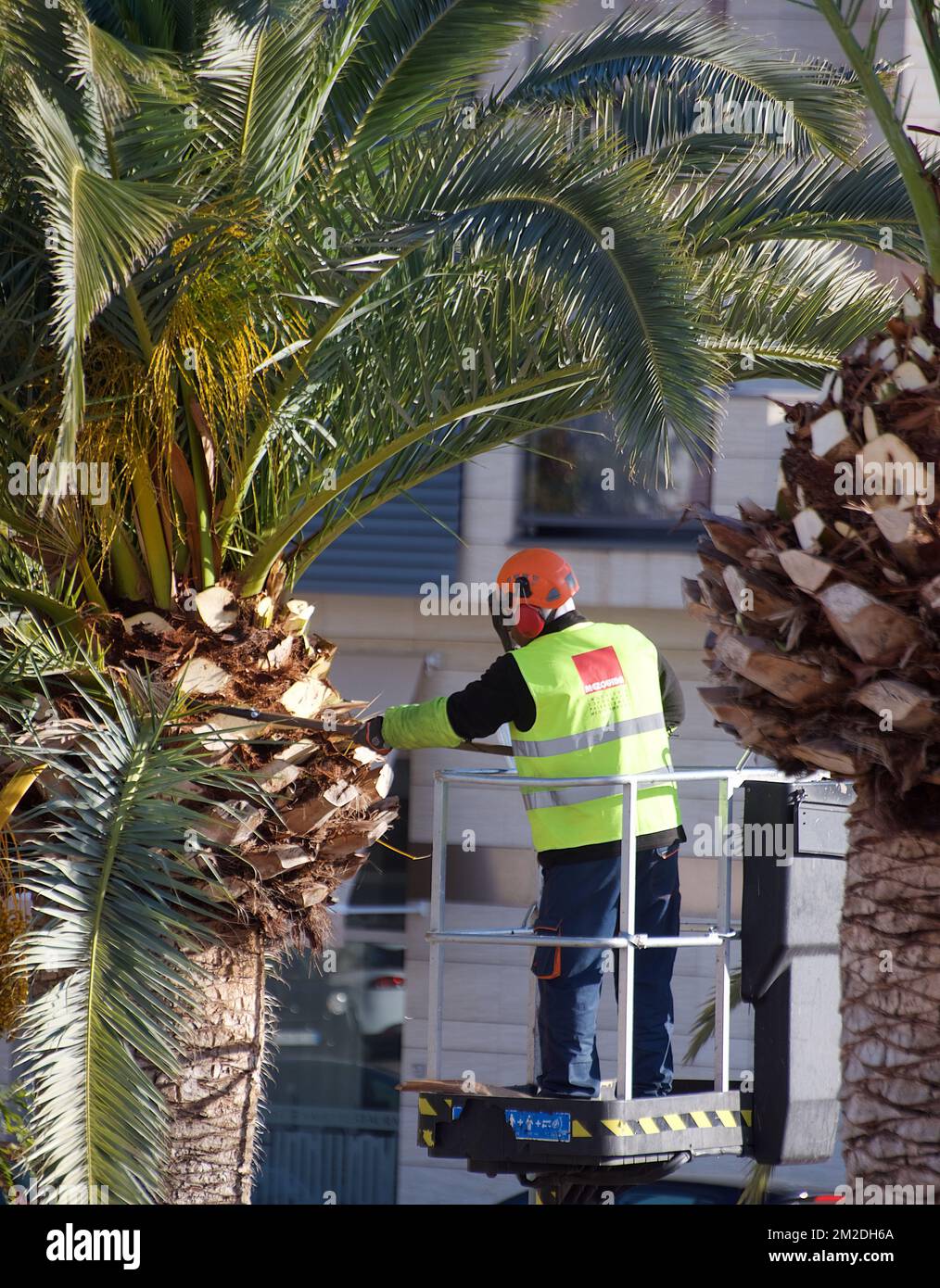 Palm tree pruning | élagage de palmiers 01/03/2018 Stock Photo - Alamy