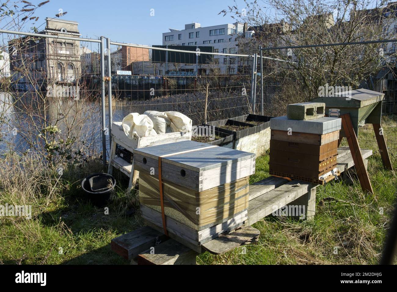 Hive of bees protected around by wire grid to avoid and preventing ...