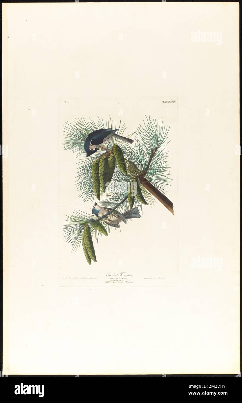 Crested titmouse : Parus bicolor, Linn. Male, 1. Female, 2. White pine ...